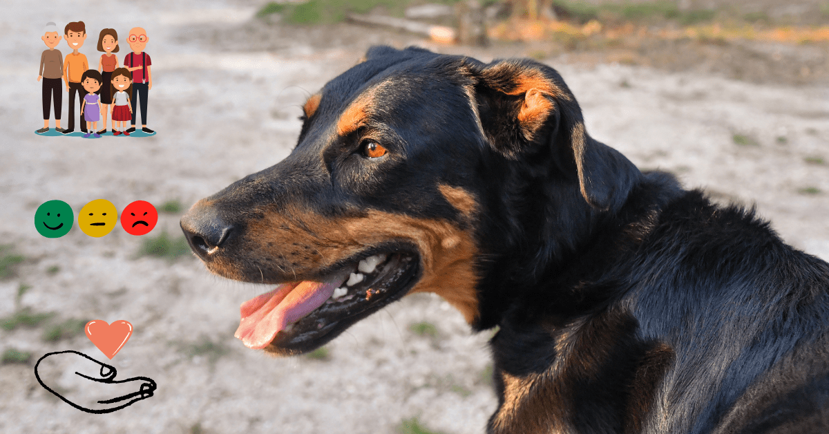 Caractère du Beauceron : un chien puissant au cœur tendre - Le Fantôme Gris